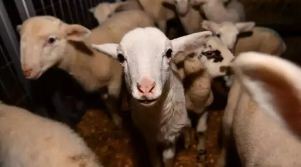Kırmızı ette 'Balıkesir kuzusu' oyunu! Kaşe basıp kilogram fiyatına 100 ...