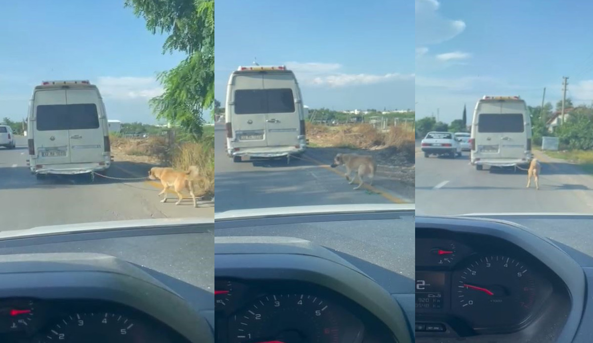 İnsanlık dışı görüntü: Minibüsün arkasına bağladığı köpeği zorla sürüdü ...